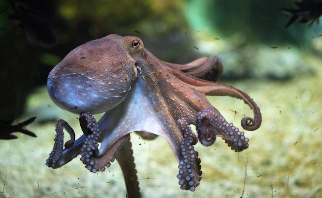 Inky The Octopus Escapes From New Zealand National Aquarium