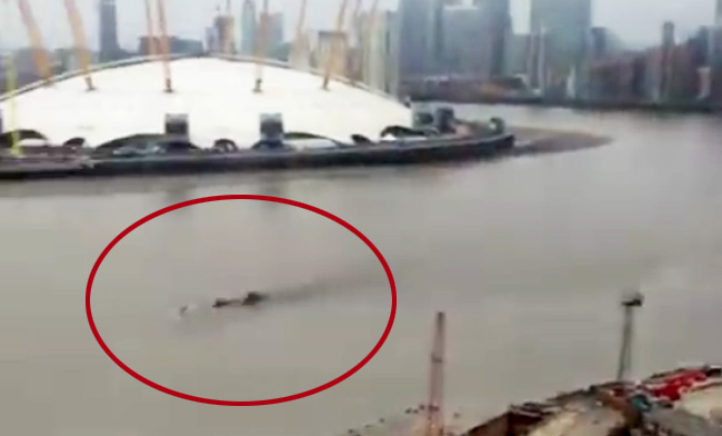 Mysterious Creature In The Thames River Is Confusing Everyone