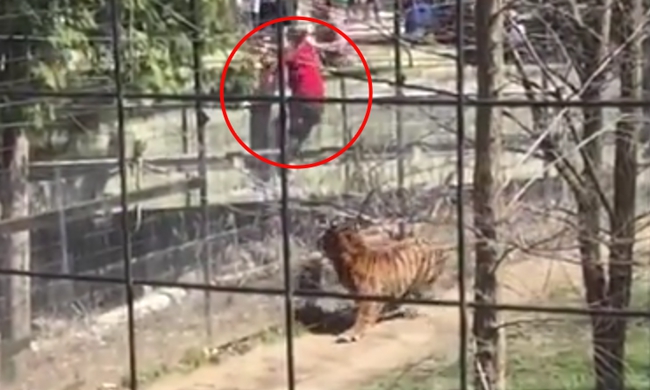 VIDEO: Woman Jumps Into Tiger Pen At Zoo To Retrieve Hat