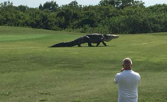 This Giant Alligator Is The Most Terrifying Golf Course Hazard