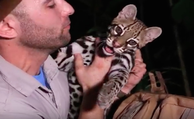 Watch This Video Of A Wild Ocelot Playing With An Animal Expert