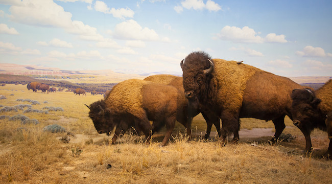 The American Bison is the New National Mammal