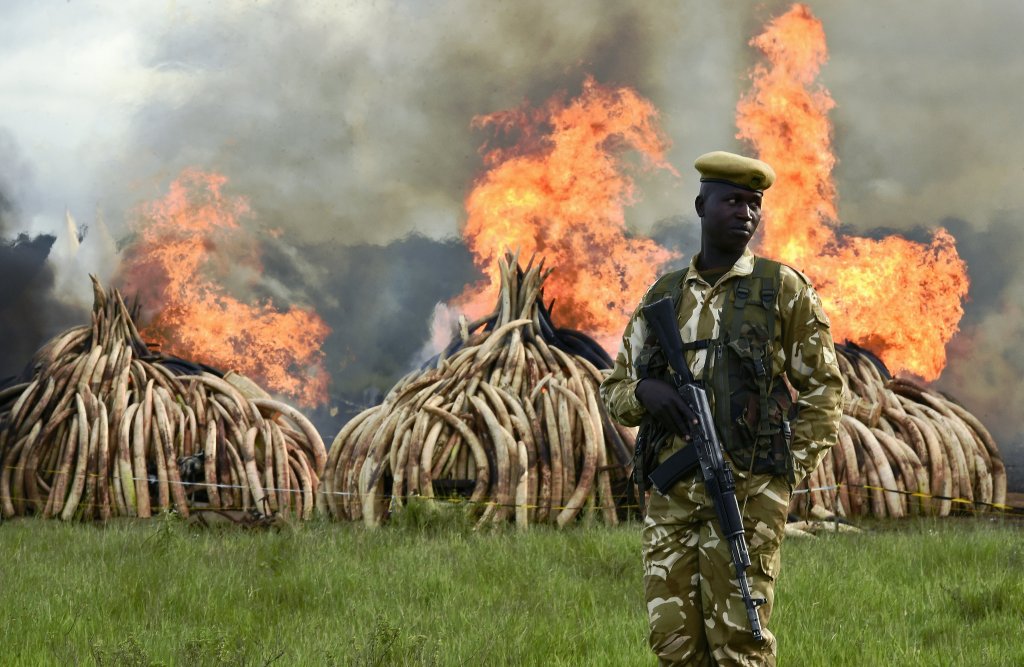 Kenya's Ivory Burn Should Light A Fire Under All Of Us
