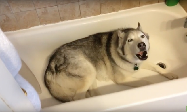 [Video] Watch A Husky Howl For A Bath Instead Of A Walk