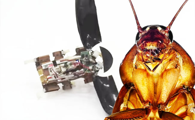 This Jumping, Crawling Robot Roach Is The Stuff Of Nightmares