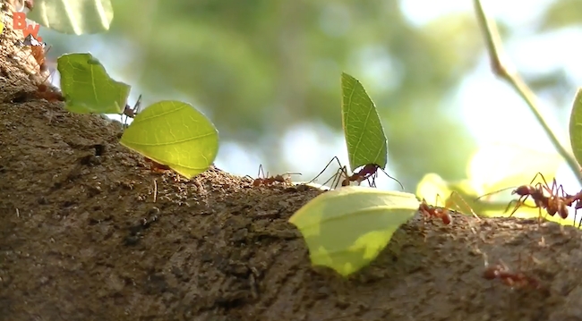Leafcutter Ants Can Bite Through Flesh, As This Expert Demonstrates
