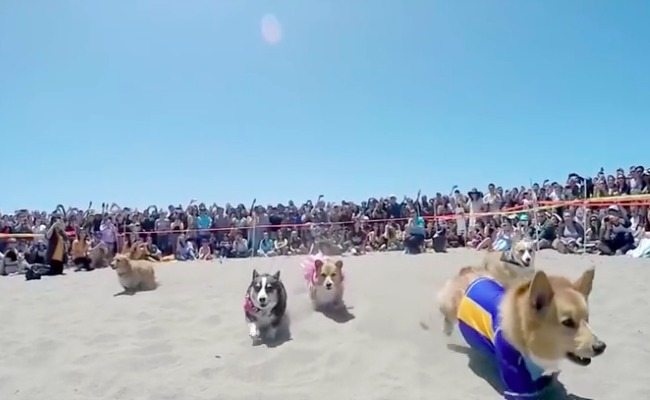 San Francisco's Bi-Annual Corgi Con Celebration Remains Adorable