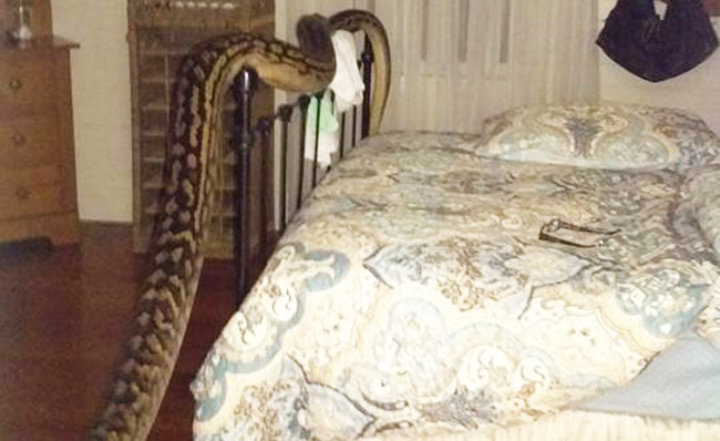 Australian Woman Films 16-Foot-Long Python That Invaded Her Home