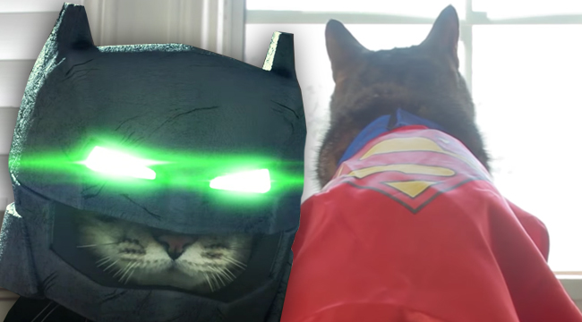 'Batcat V Supercat' Could Be Better Than 'Batman V Superman'