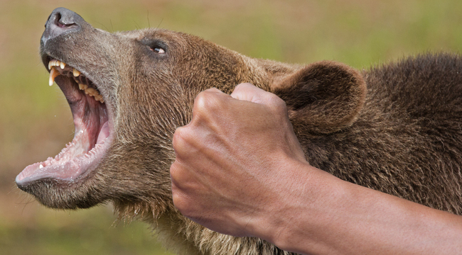 A Canadian Man Got Into A Fistfight With A Black Bear And Won