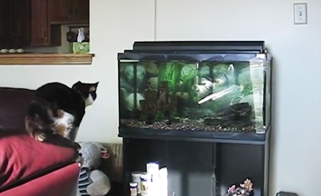 Watch Cats Lose Some Of Their Nine Lives In This Cat Fails Compilation