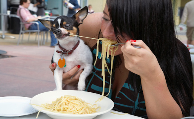 This Restaurant Has A Full Menu For Dogs, Including Dog Beer