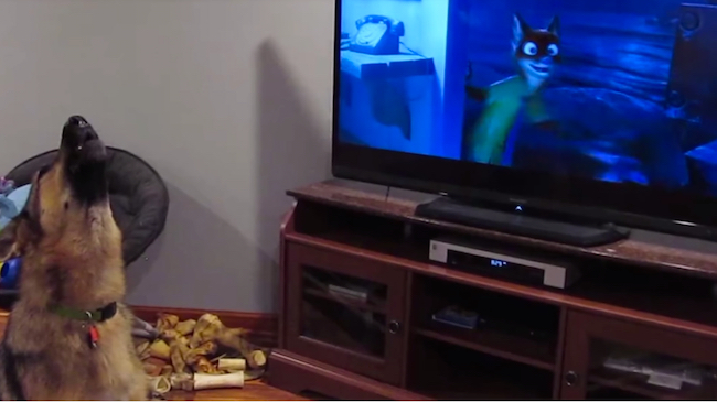 This German Shepherd Is Clearly A Big 'Zootopia' Fan