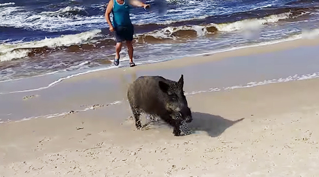 A Wild Boar Came Out Of The Baltic Sea To Reign Terror On Beachgoers