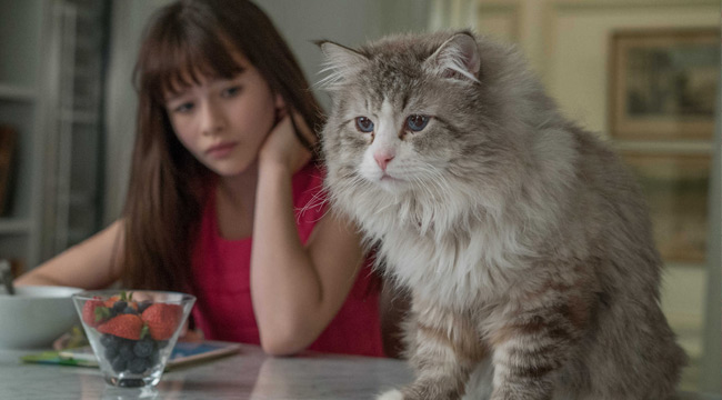 Kevin Spacey Plays A Cat In ‘Nine Lives’ And We Kept A Running Diary