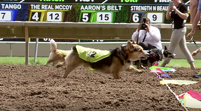 Here's A Video Of Corgis Racing In The Greatest Sporting Event Ever