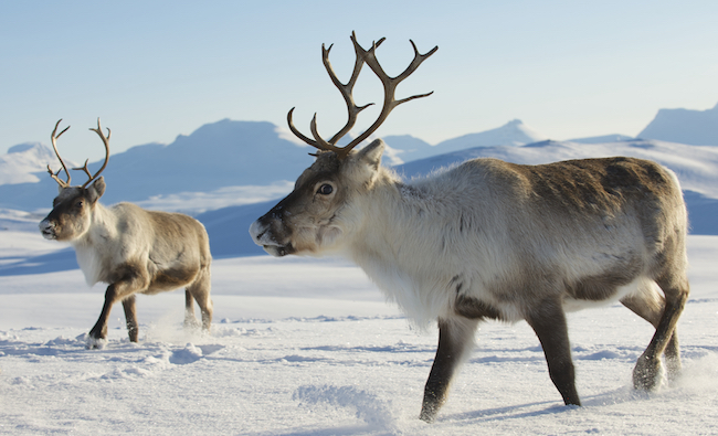 Over 300 Reindeer Were Killed By A Freak Lightning Strike In Norway