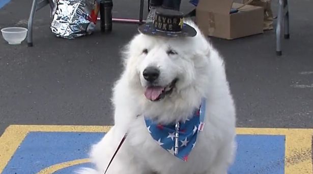 A Dog Mayor In Minnesota Got Elected To A Third Straight Term