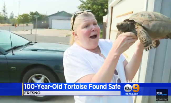 An Escaped Pet Tortoise Traveled Six Miles In An Attempt To Find Love