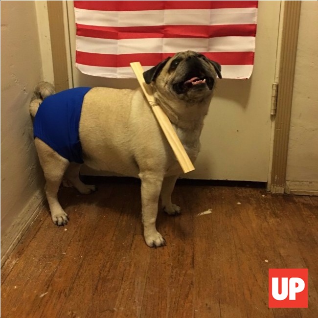 See An Adorable Pug Dressed Up As Your Favorite '80s WWF Stars