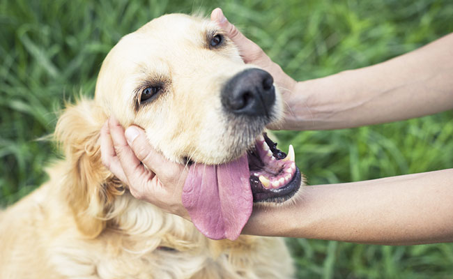 Here's A Video To Explain How Dogs Process And Understand Our Speech
