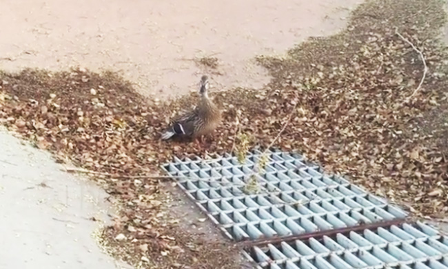 Momma Duck Flags Down Humans For Help After Ducklings Fall Into Gutter