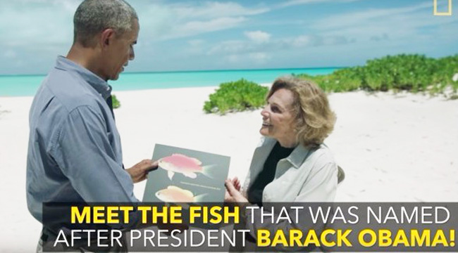Scientists Name A Newly Discovered Fish After President Obama