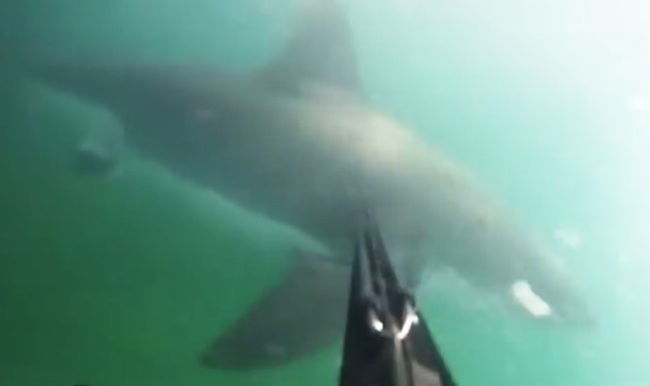 Watch This Insane GoPro Footage Of A Great White Shark Attack