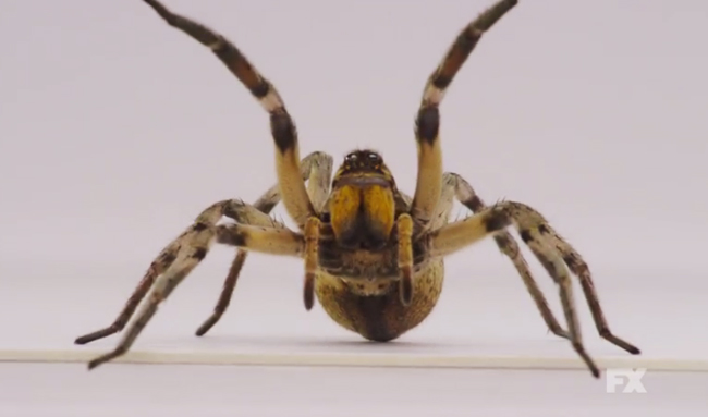 The Latest American Horror Story Teaser Features A Screaming Spider