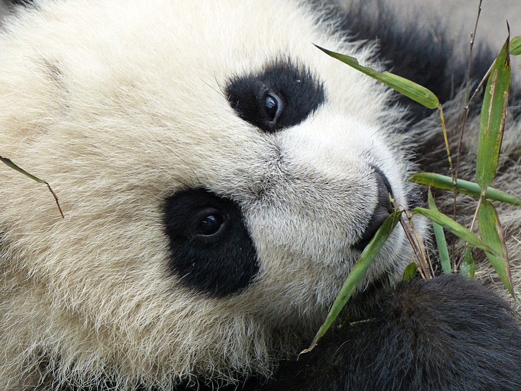 What The Giant Panda's Amazing Comeback Teaches Us About Conservation