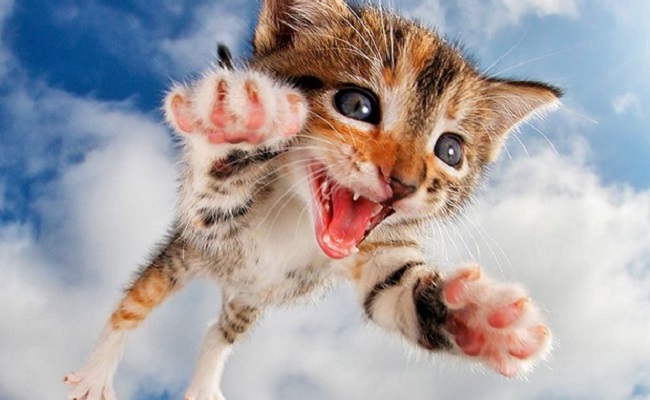 The Internet Was Made For These Kittens Photographed Mid-Pounce