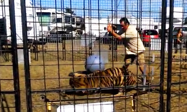 Watch The Terrifying Moment Tiger Attacks Trainer In Front Of Children