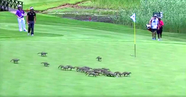 A Pack Of Mongooses Invaded A Golf Course But Followed The Rules