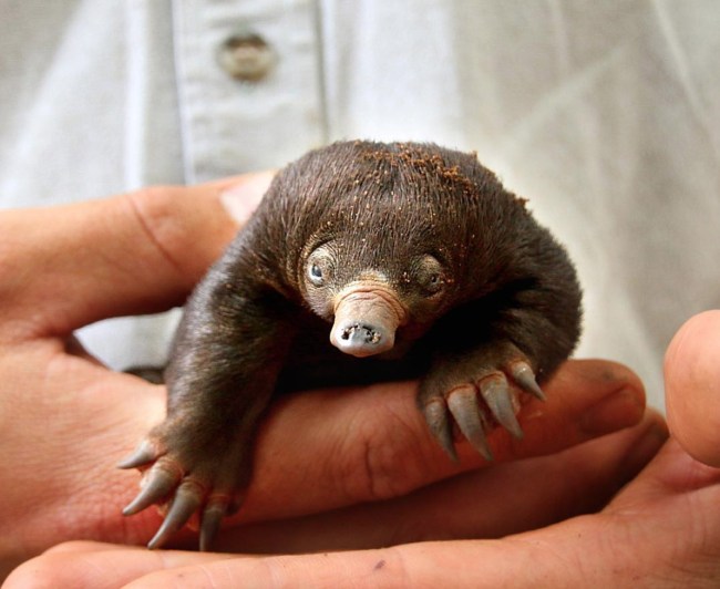 The Niffler From ‘Fantastic Beasts And Where To Find Them’ Is Real