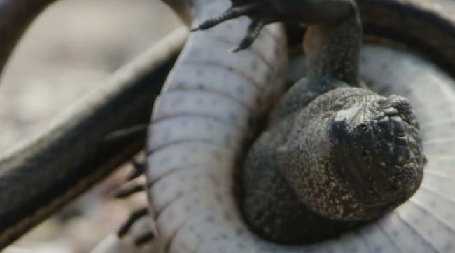 [WATCH] Iguana Vs. Snakes Chase From 'Planet Earth II' Filming