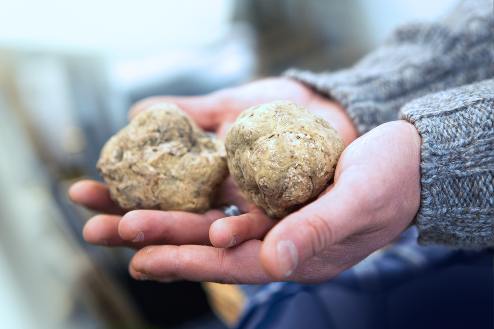 White Truffles Are Falling In Price