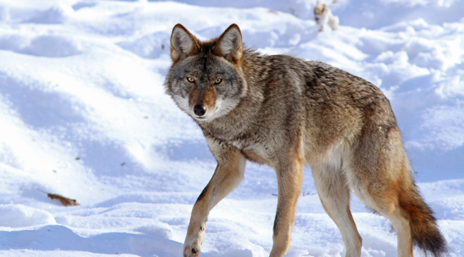 Woman Tricks Husband Into Believing She Adopted Coyote, He Loses It