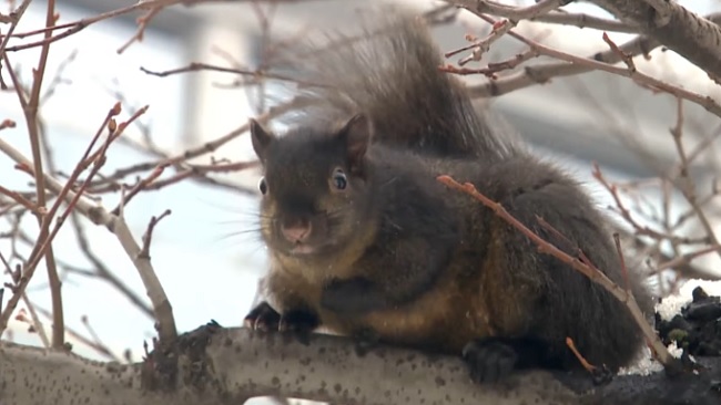[WATCH] Squirrels Terrorize Toronto Christmas Lights Display