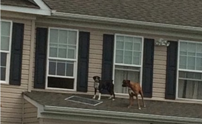 This 'Dog Party' Went Crazy Viral, And It Just Keeps Getting Better