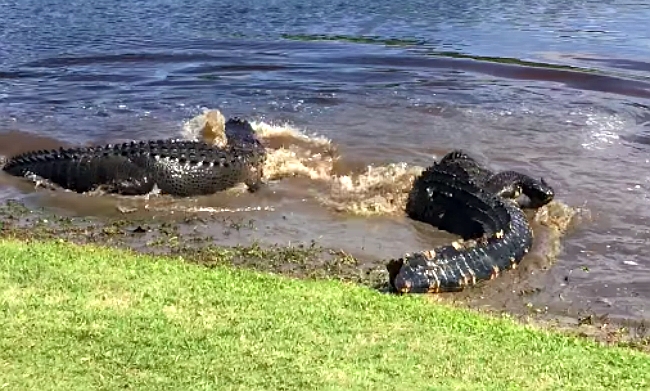 An Intense Gator Fight Turned Golfers Into Awe-Struck Spectators