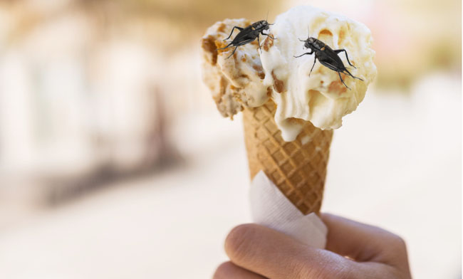 You Can Get Your Cricket Fix In A Scoop Of Ice Cream Now