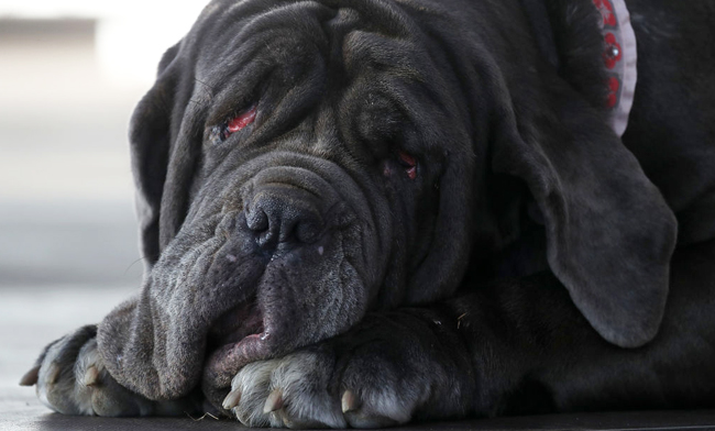 A Mastiff That Looks Like She's Melting Is Named 2017's Ugliest Dog