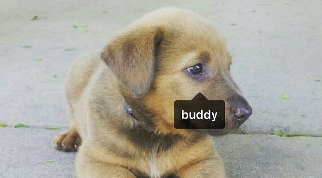Buddy Shares Photos Of Dogs He Gets Tagged In On Instagram