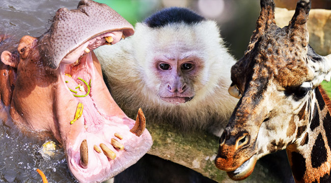 Animals It Would Be Fun To See On The Loose In A City, Ranked