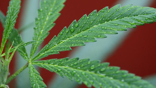 California Begins 2018 With Long Lines Ready To Legally Buy Marijuana