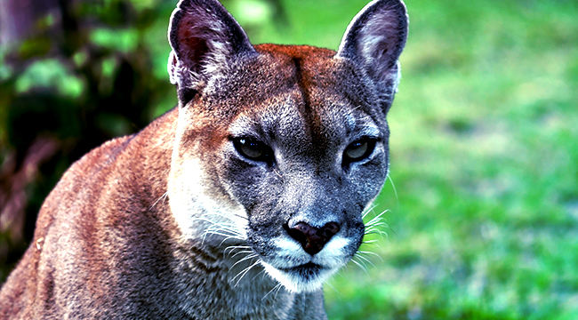 The Eastern Cougar Is Officially Extinct