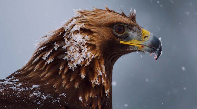 9 Best Nature Documentaries On Netflix Right Now