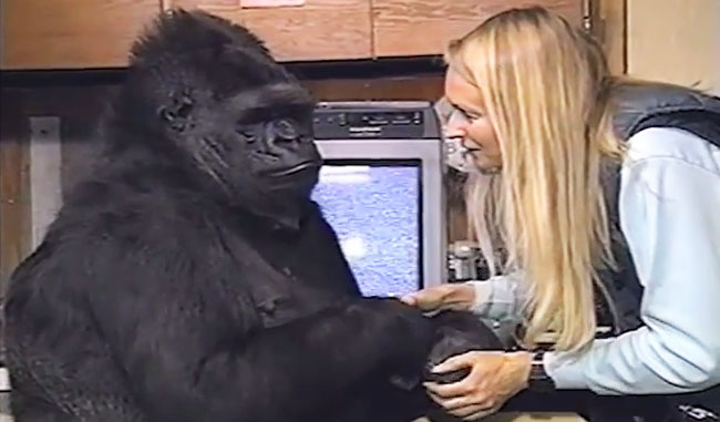 Koko, The Sign Language Gorilla, Remembered