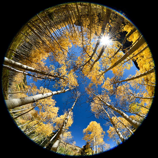 How To Photograph Fall Foliage: Tips From A Professional