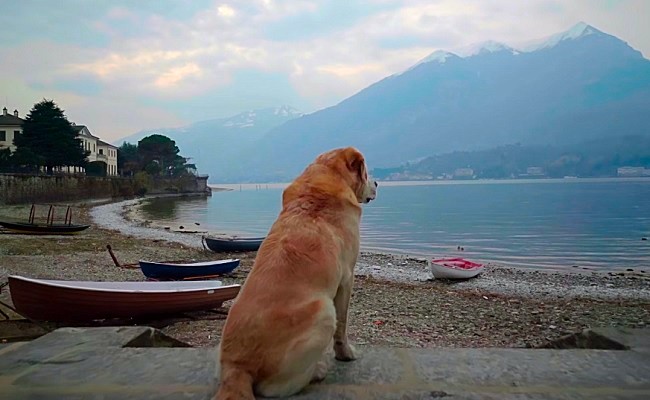 [WATCH] Netflix's 'Dogs' Documentary Trailer